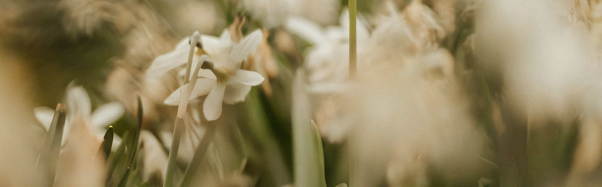 Le Knot drop studs gold – Drakenberg Sjölin